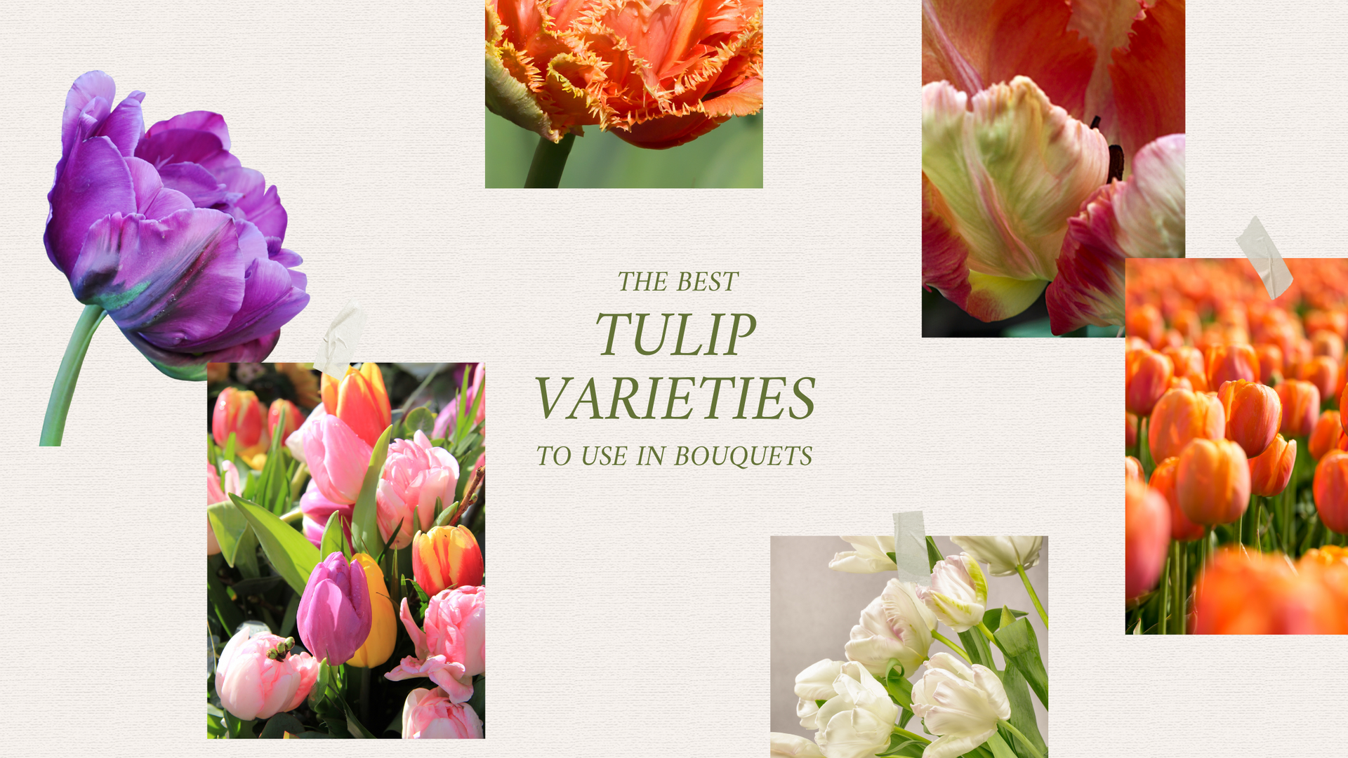 large tulips types